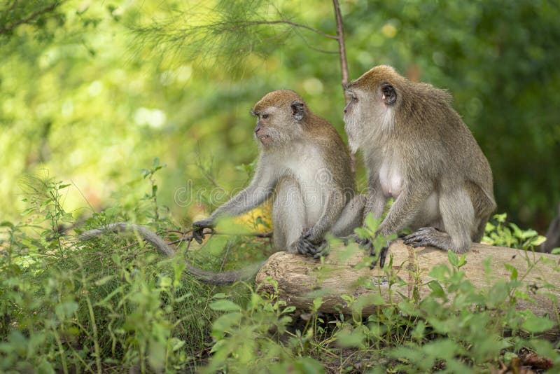 Two Monkeys Sitting Together on a Log Stock Photo - Image of arboreal ...