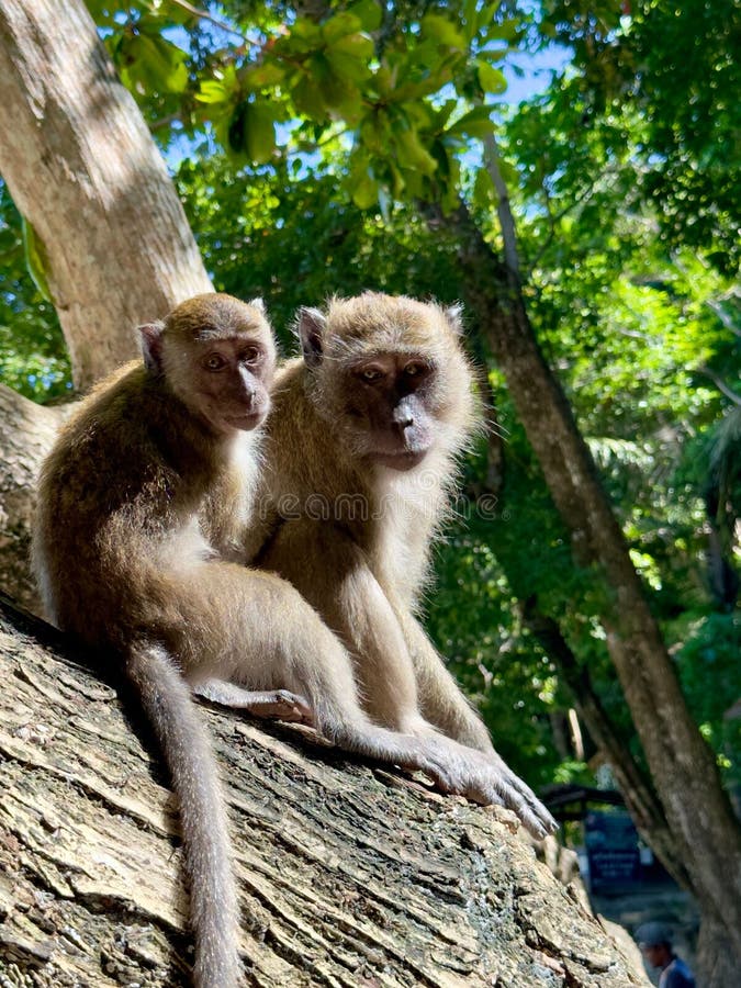 Monkeys on a Tree Branch in a Forest Stock Photo - Image of habitat ...