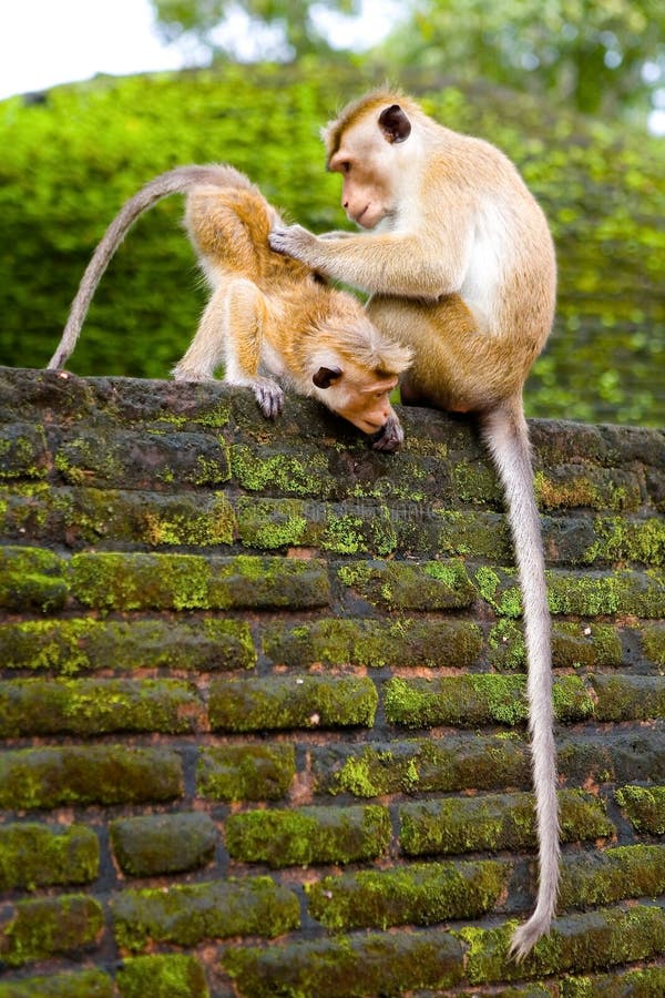 Two monkeys. stock image. Image of fence, monkeys, masonry - 80209953