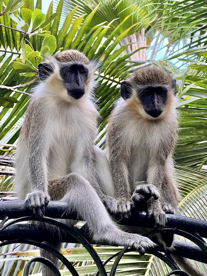 Two Monkeys stock photo. Image of monkey, cute, relax - 265460784