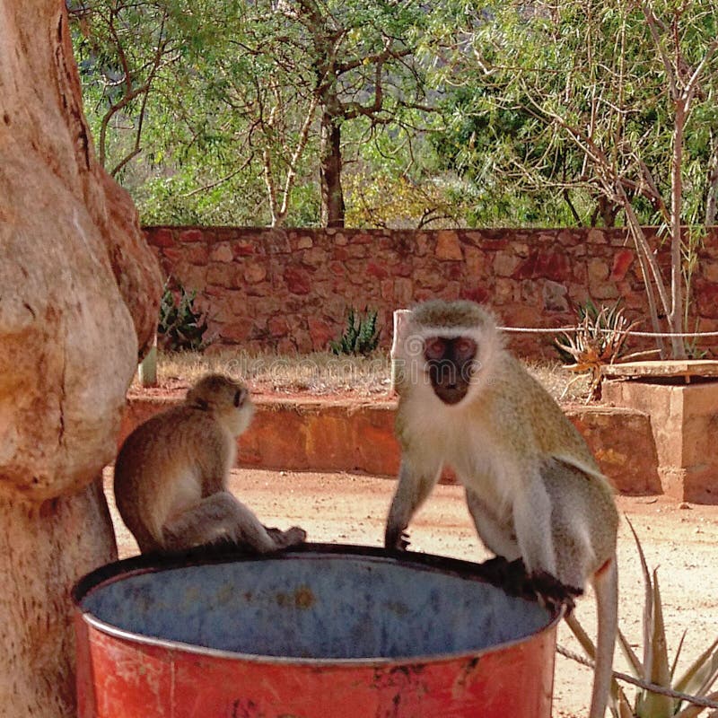 Monkeys Spotted in the Compound Stock Photo - Image of designs ...