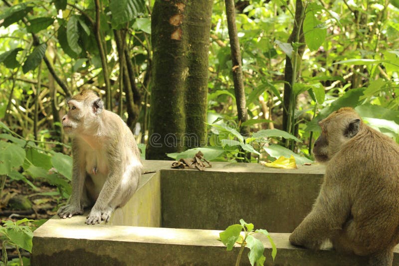 Two Monkeys are Sunbathing in the Morning Stock Image - Image of garden ...