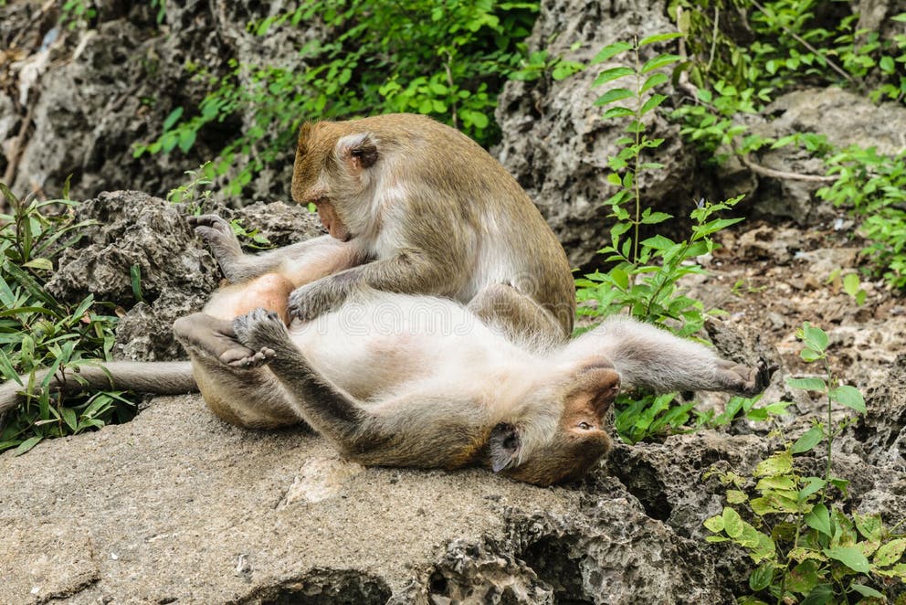 The two monkeys together stock photo. Image of love, catch - 58883990