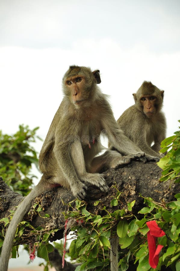Two Monkeys on tree branch stock photo. Image of apes - 16137342