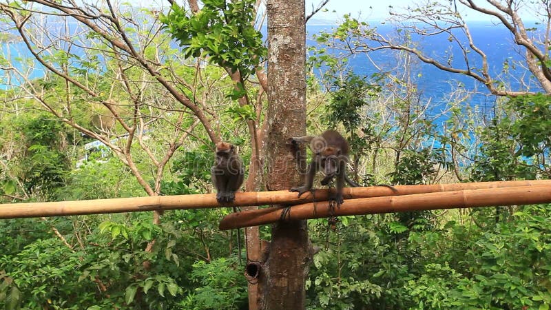 Monkeys on Tree Forest Sanctuary, Cute Baby Monkeys with Mom Stock ...