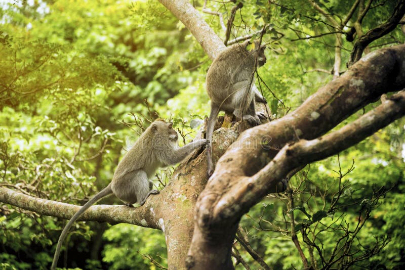 Two monkeys on a tree stock photo. Image of face, family - 97033332