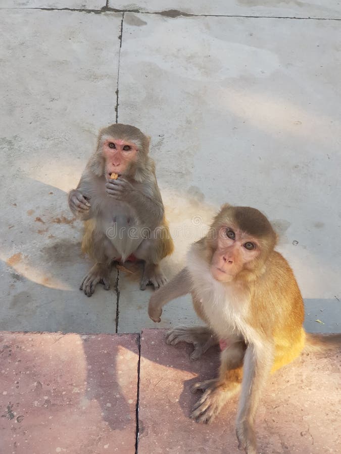 Two Cute Monkeys Looking in Eyes Stock Photo - Image of squirrel ...