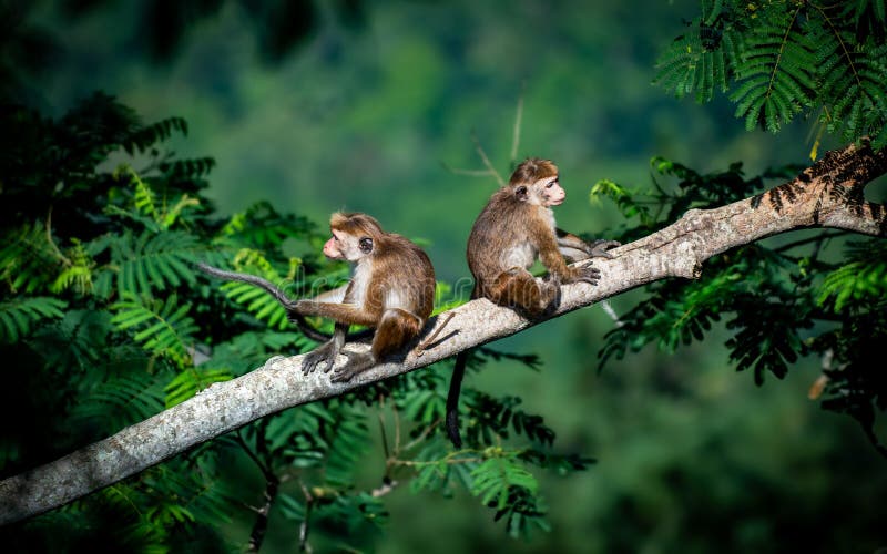 Two Monkeys Turning Their Backs Stock Image - Image of wildlife ...