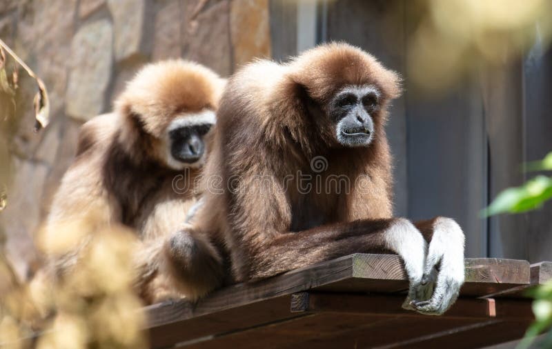 Two monkeys in the zoo stock image. Image of holy, ubud - 301529607