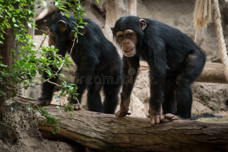 Two Monkeys in Zoo - Two Chimpanse Monkeys Outdoor Stock Image - Image ...