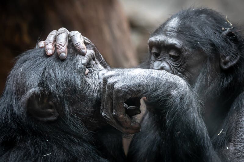 Two Monkies Grooming Each Other Stock Photo - Image of africa, primate ...