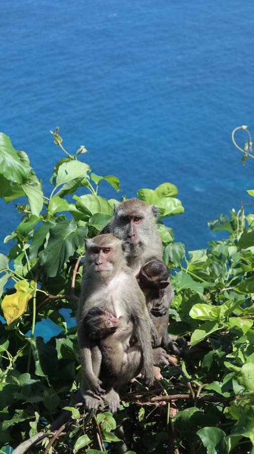 Two of Monkies with Their Child Stock Photo - Image of monkey, monkies ...