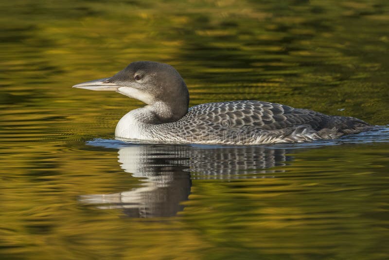 A Two-month Old Common Loon Chick and Its Reflection in Late Sum Stock ...