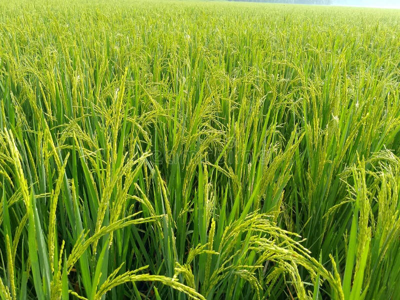 Two Month Old Rice Plants Whose Fruit Has Appeared Stock Photo - Image ...