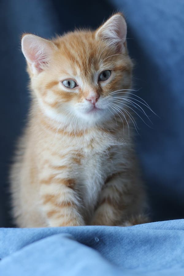 Sunny stock image. Image of shoot, kitten, sunny, month - 324795903