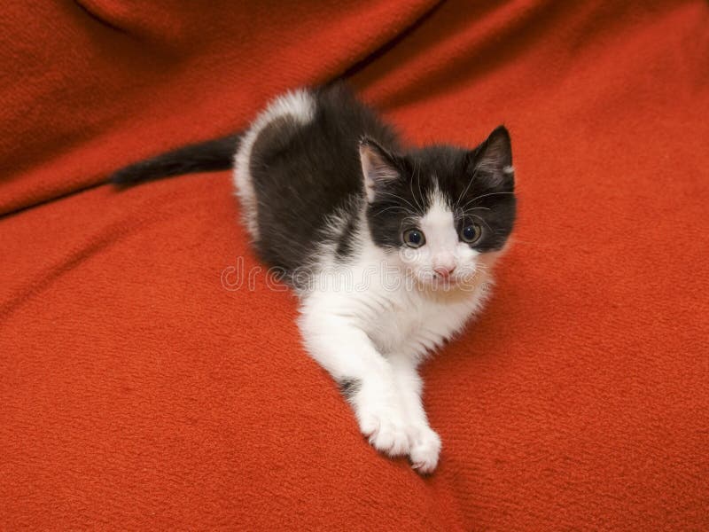 Two months cat stock image. Image of kitten, fuzzy, feline - 7618411