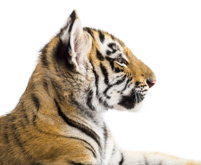 237 Tiger Cub Profile Stock Photos - Free & Royalty-Free Stock Photos ...