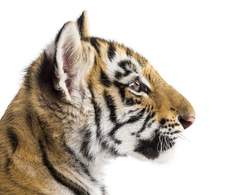254 Tiger Cub Side Stock Photos - Free & Royalty-Free Stock Photos from ...