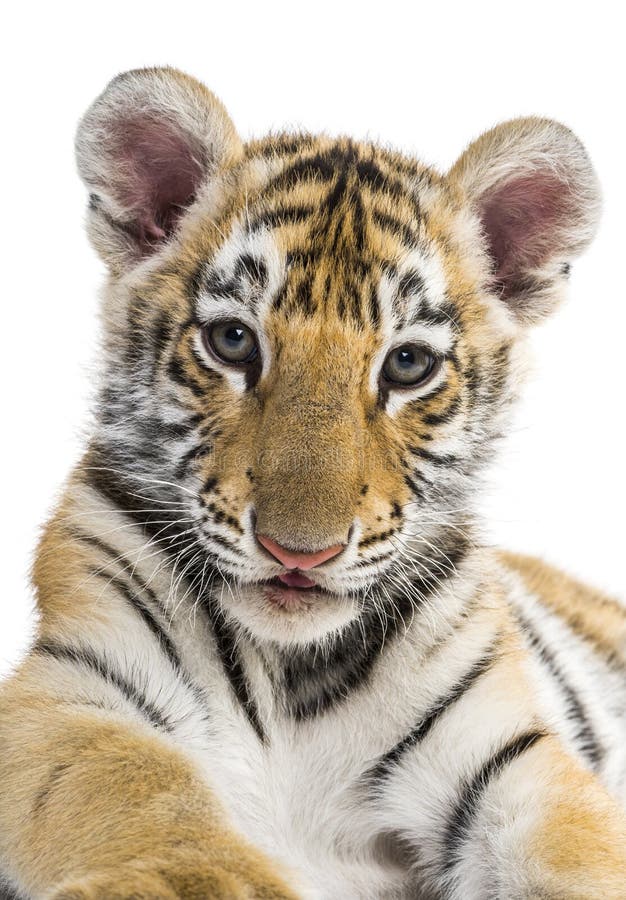 Vertical Black Tiger Head Shot Photos Stock Photos - Free & Royalty ...