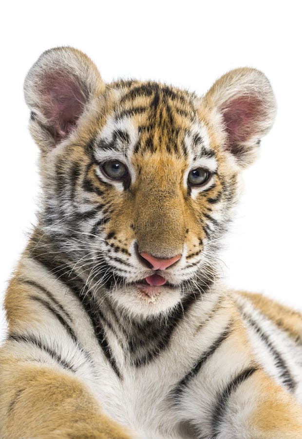 Vertical Black Tiger Head Shot Photos Stock Photos - Free & Royalty ...