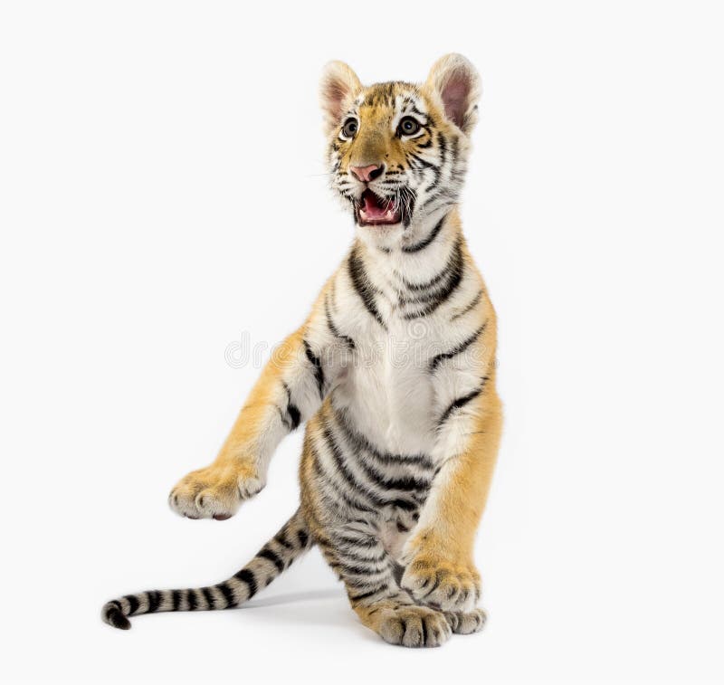 Tiger pouncing stock photo. Image of wild, feline, wildlife - 30856922