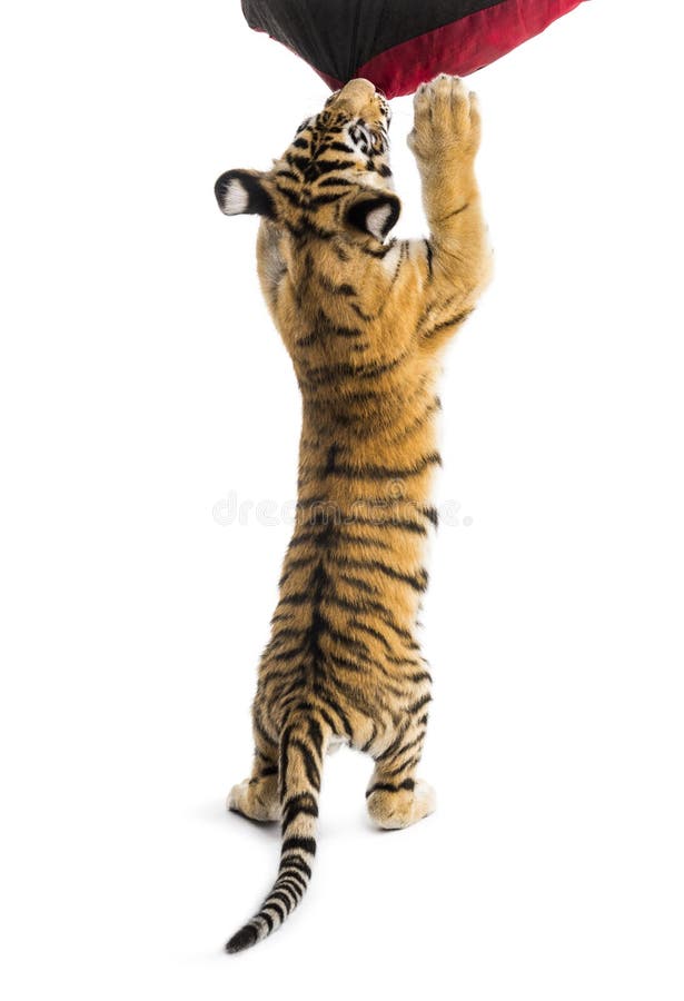 11+ Tiger bite Free Stock Photos - StockFreeImages