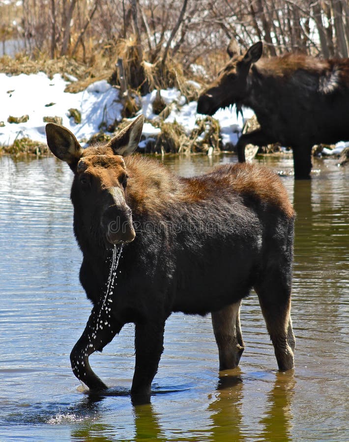Two Moose stock image. Image of spring, wild, bull, wildlife - 37655131