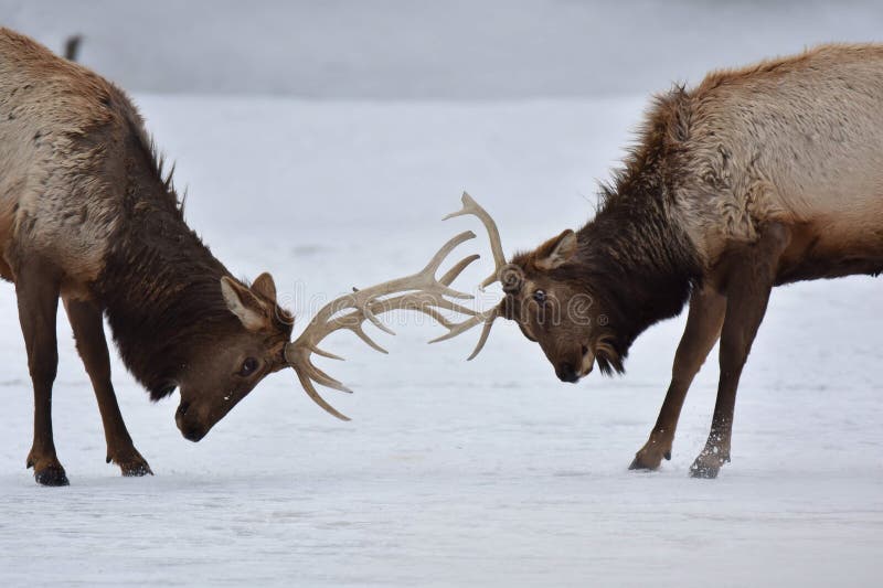 Two moose fighting stock photo. Image of moose, nature - 160883188