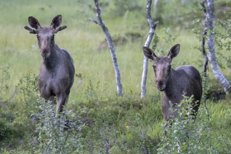 Two Moose in a Forest stock photo. Image of moose, outdoors - 125004138