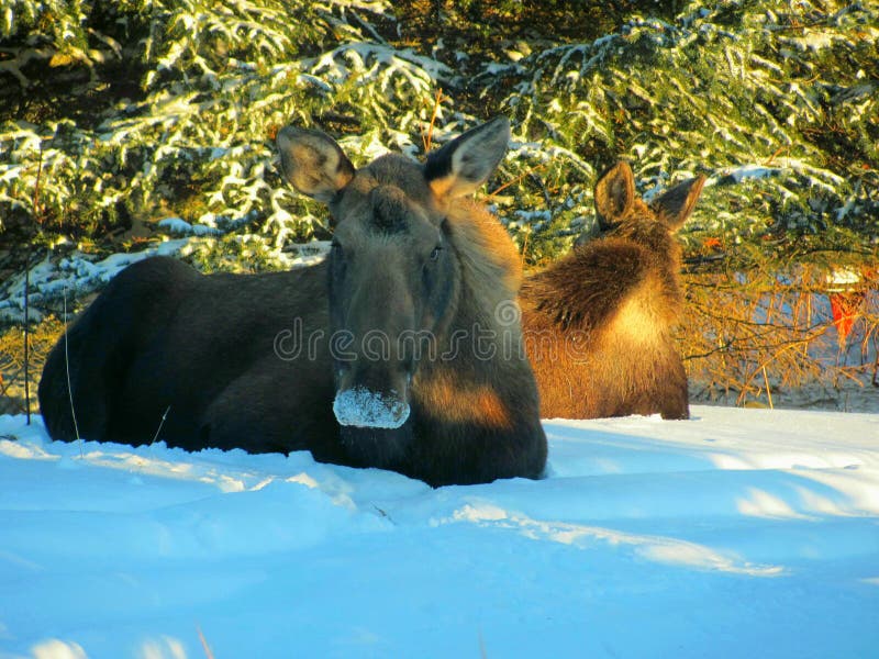 Moose resting in pond stock image. Image of refresh, antler - 84283