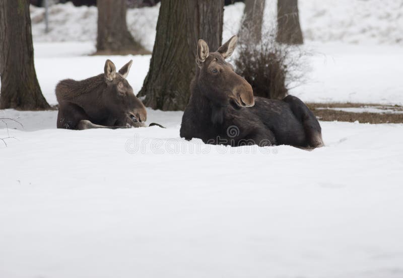 Two moose in the snow. stock image. Image of winter, wildlife - 28830565