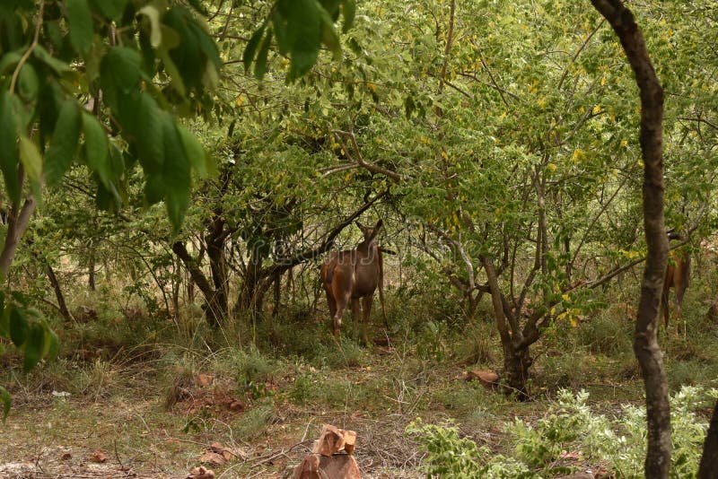 Two Moose are Walking Towards Trees in the Forest Stock Photo - Image ...
