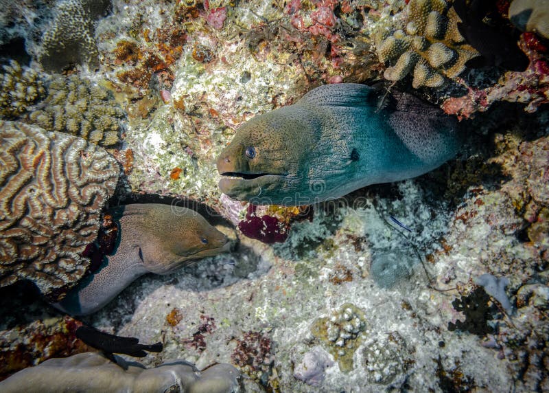 Two Moray Eels at the Bottom in the Indian Ocean Stock Image - Image of ...
