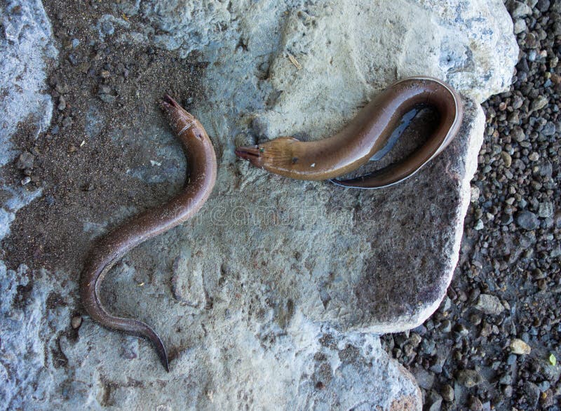 Slithery Creatures Stock Photos - Free & Royalty-Free Stock Photos from ...