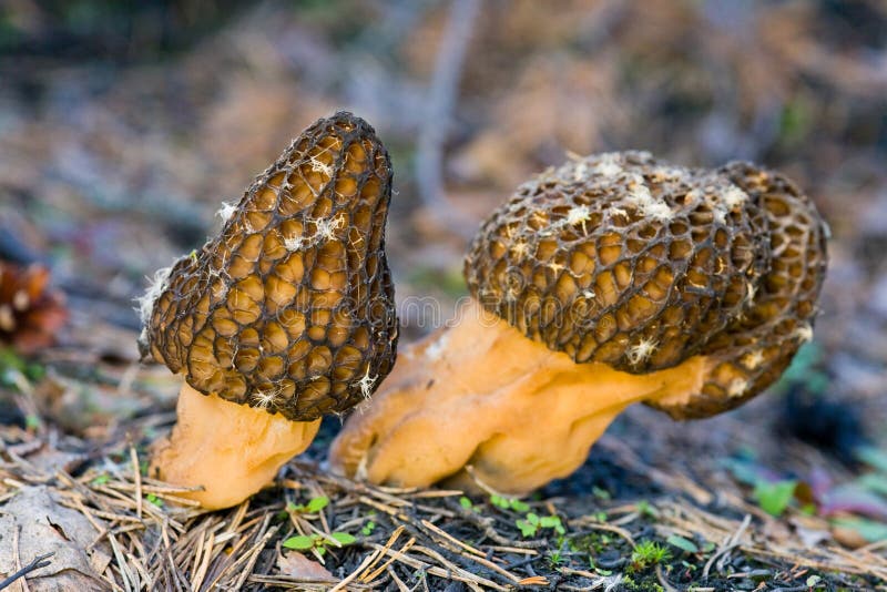 Morels isolated stock image. Image of healthy, sponge - 5214429