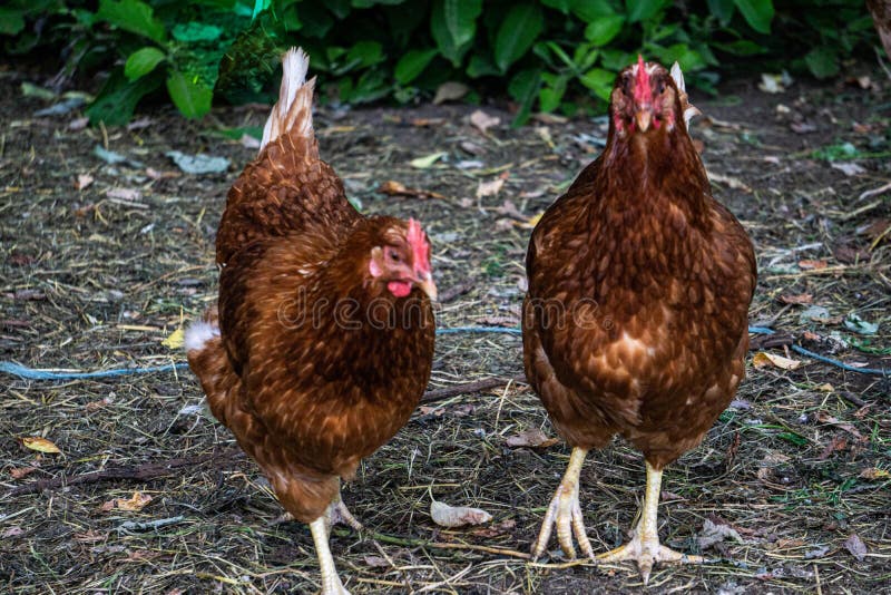 Two Motley Brown Hens Walk on a Farm in the Countryside Stock Photo ...