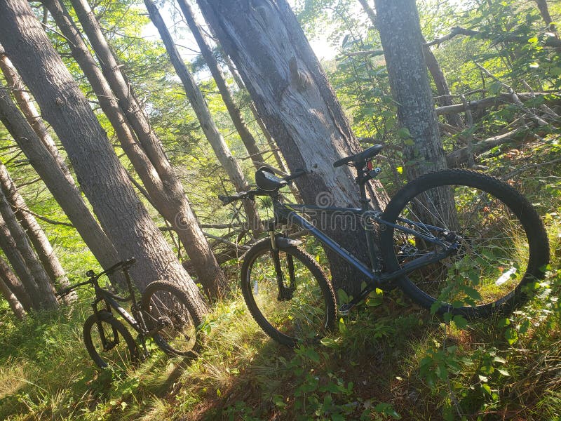 Two Mountain Bikes in a Forest Stock Photo - Image of leisure, bike ...