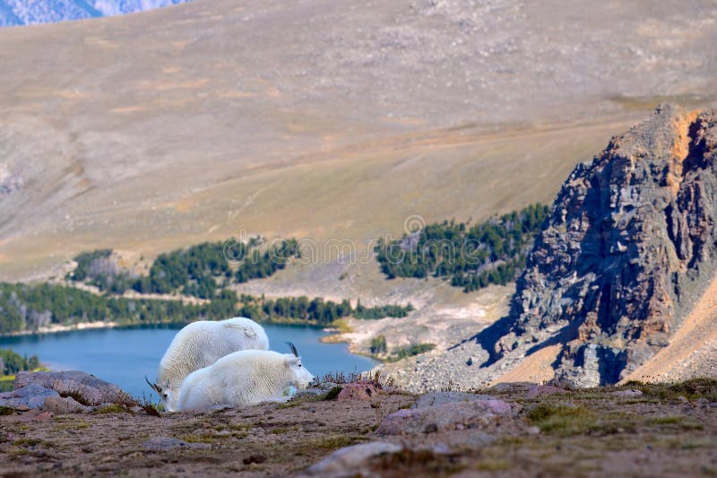 Two Mountain Goats Enjoying the View Stock Image - Image of rocky ...