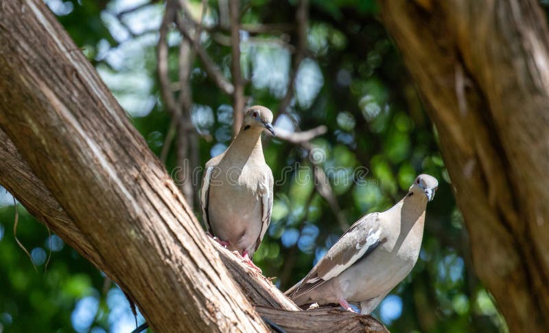 Two Mourning Doves Perched on Limb Surrounded by Greenery Stock Photo ...