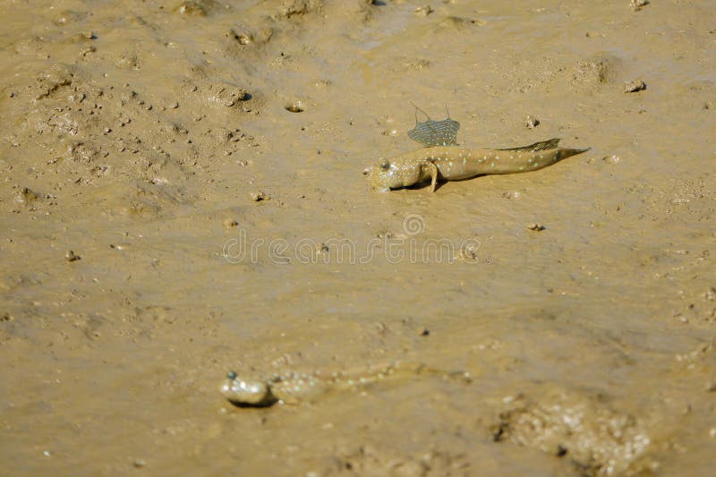 Mudskipper stock image. Image of animal, mudflat, muddy - 317049435