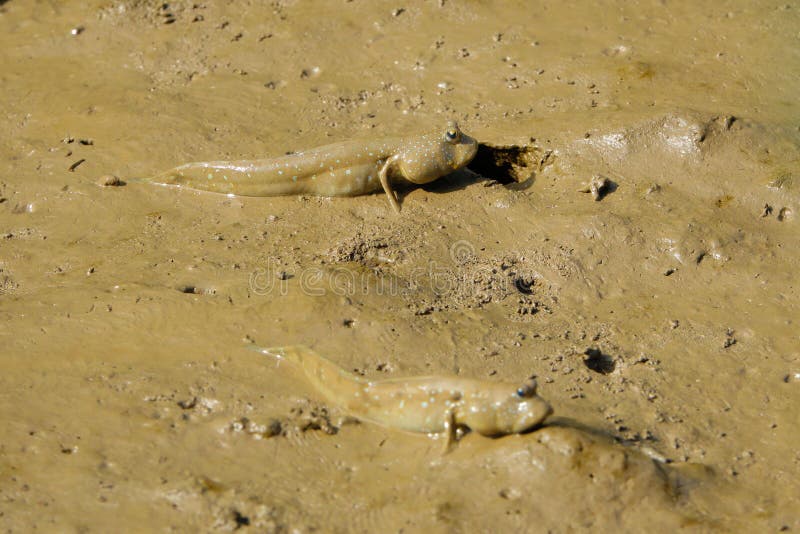 Mudskipper stock photo. Image of animal, amphibian, hoppfish - 317049492