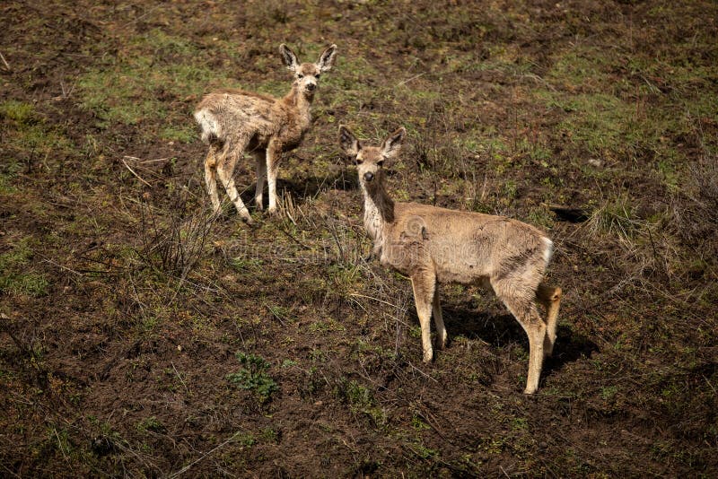 Two Mule deer in Idaho stock photo. Image of newborn - 246046772