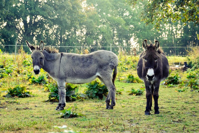 Two mules stock image. Image of poses, pair, fenced, field - 84987355
