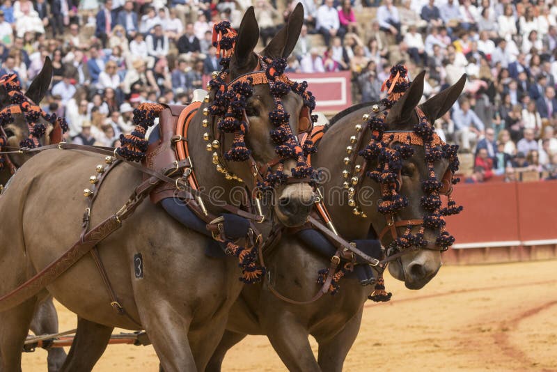 Spanish mules stock image. Image of ways, spaniard, breeding - 23789507