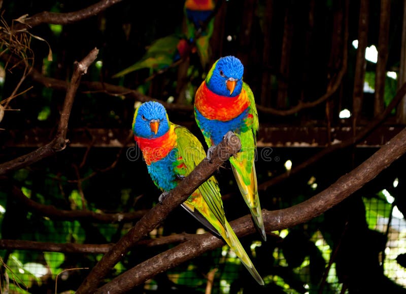 Two Multi-colored Beautiful Lori Parrots Sitting Together on a Branch ...