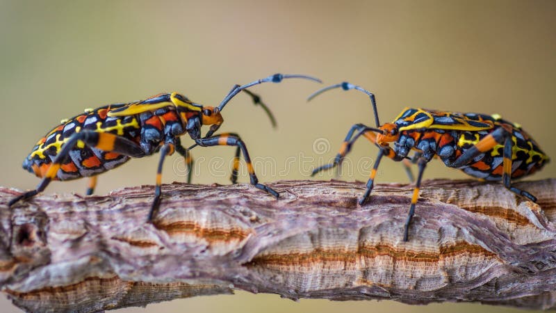 Two Multi-colored Beetles on a Tree Stock Photo - Image of garden ...