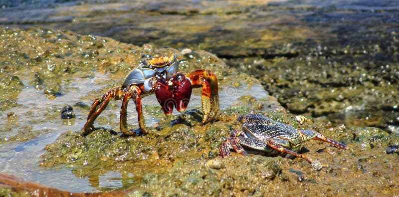 Two Crabs Facing Each Other Stock Photo - Image of antenna, pattern ...