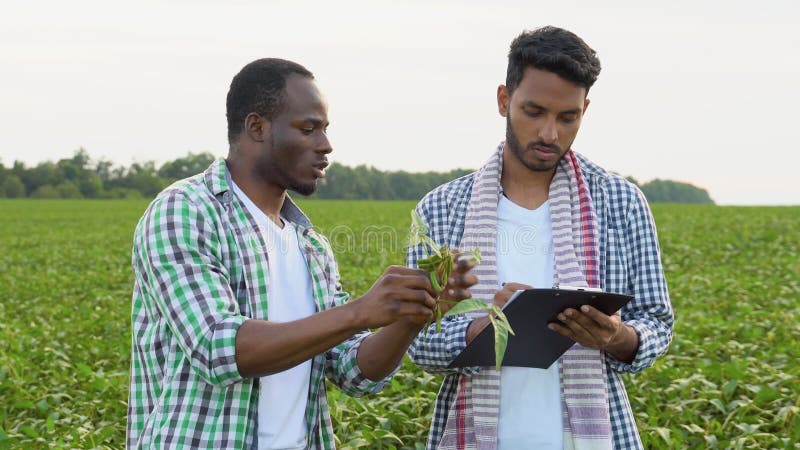 Two Multiracial Farmers Working Together in a Soybean Field Stock ...