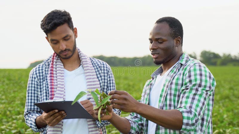 Two Multiracial Farmers Working Together in a Soybean Field Stock ...