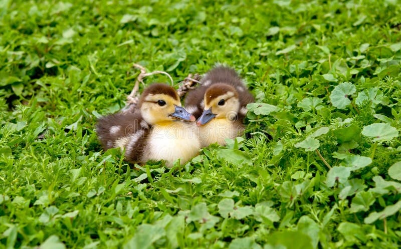 Two muscovy duck stock photo. Image of farm, bird, natural - 41049020